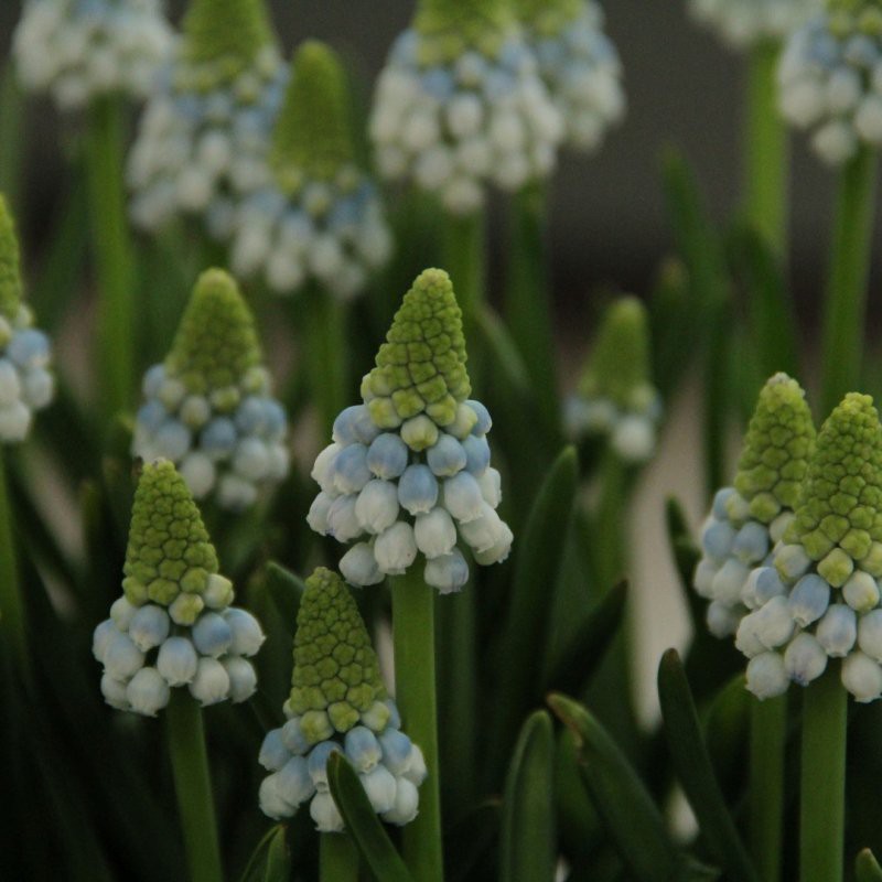 Muscari armeniacum 'Manon'®
