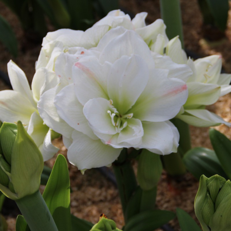 Hippeastrum 'White Amadeus'