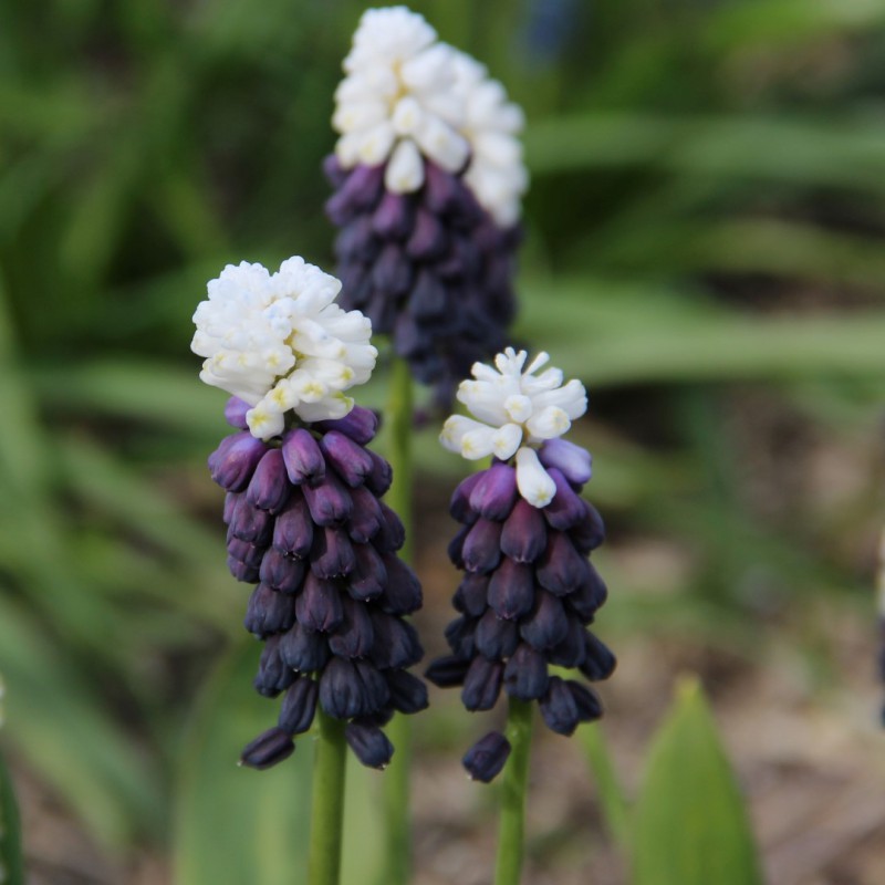 Muscari latifolium 'Grape Ice'