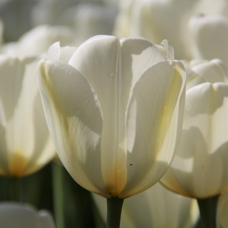 Tulipa 'Angels Wish'