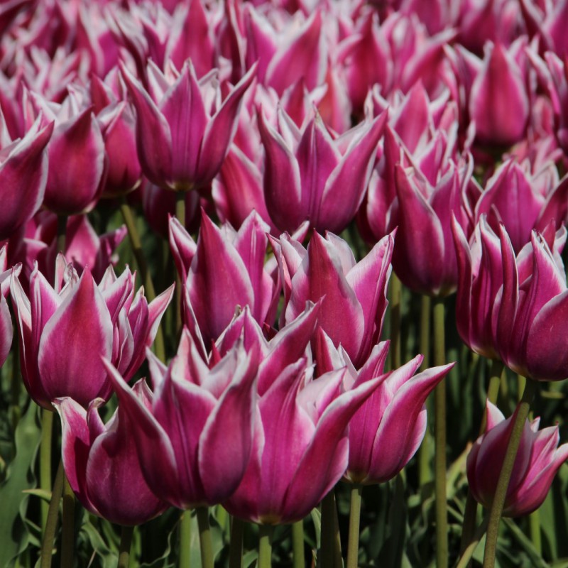 Tulipa 'Ballade'