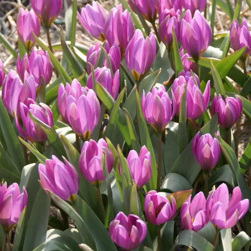 Tulipa humilis