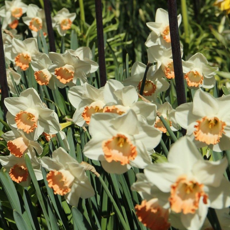 Narcissus 'Pink Charm'