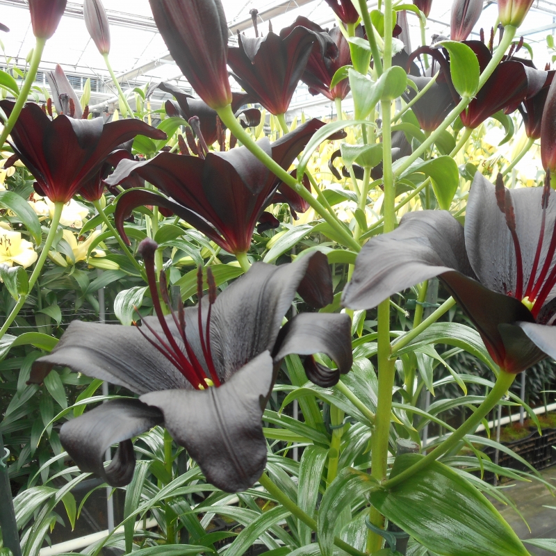 Lilium 'Nightrider'