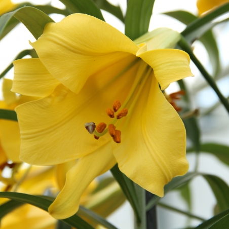 Lilium 'Golden Splendor'