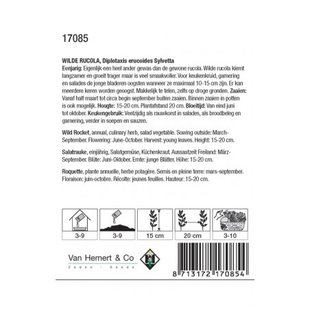 Wilde Rucola Sylvetta / Diplotaxis -seeds-