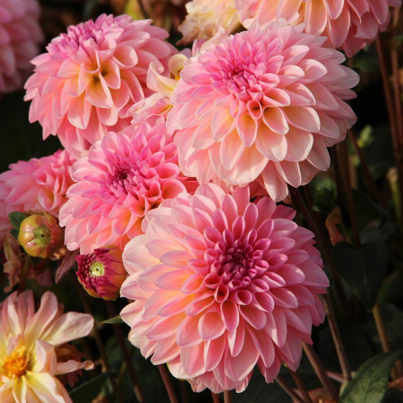 Dahlia 'Esli'
