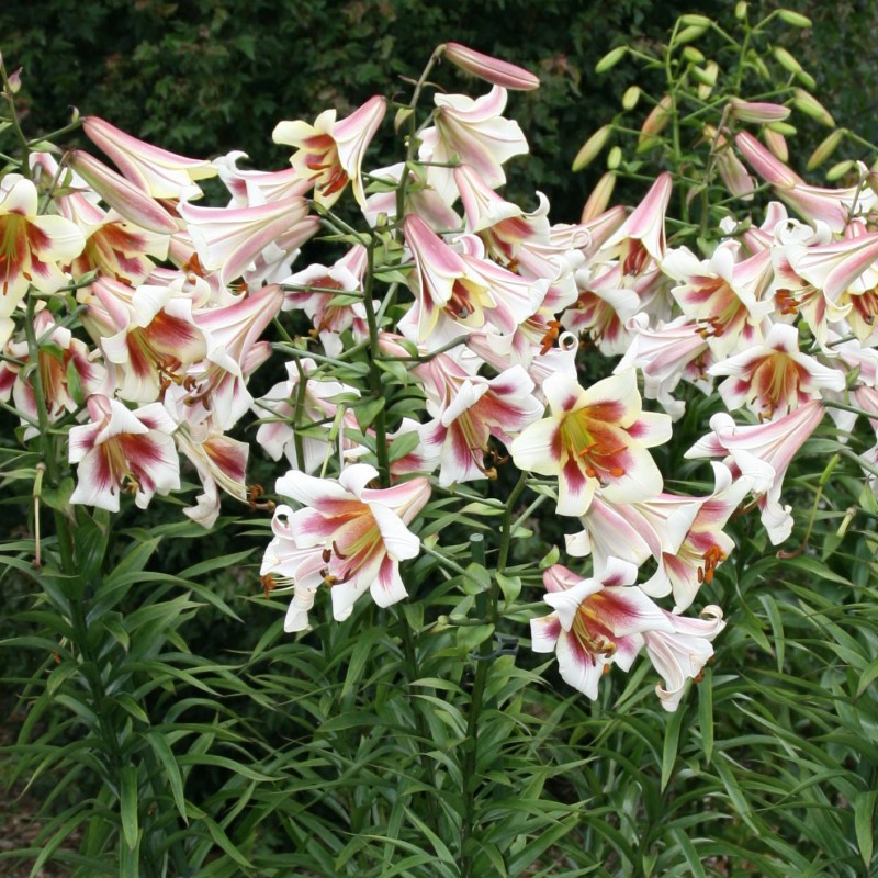 Lilium 'Passion Moon'