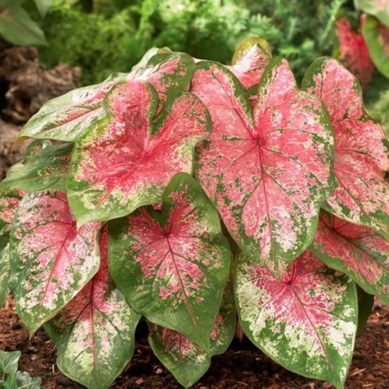 Caladium