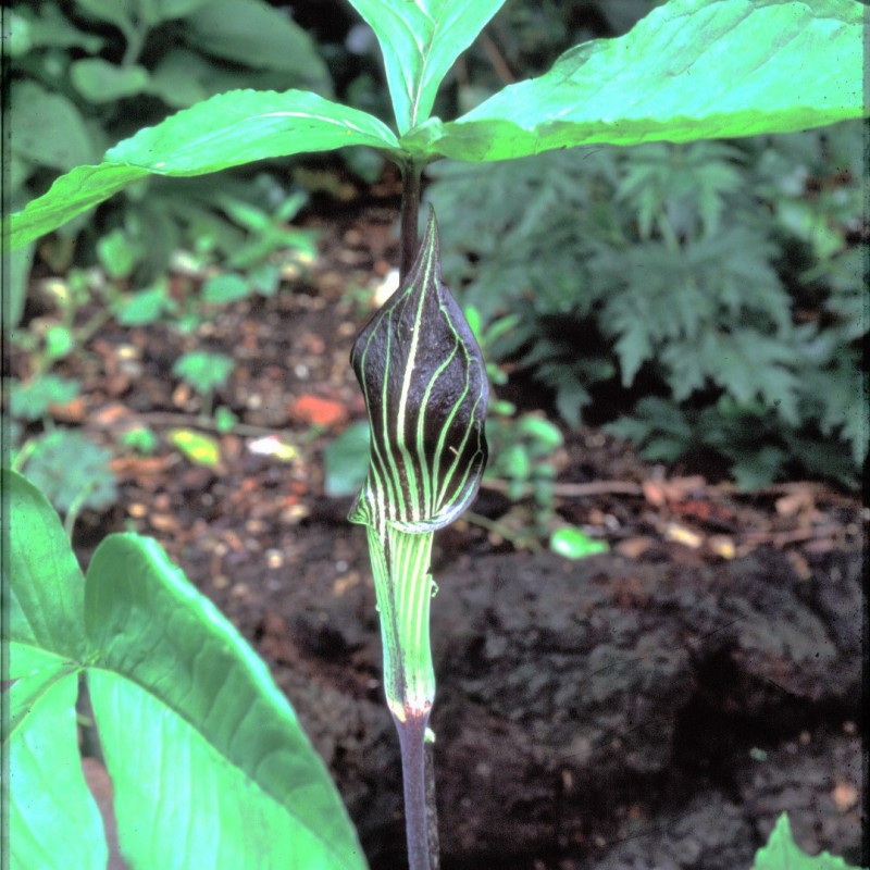 Arisaema
