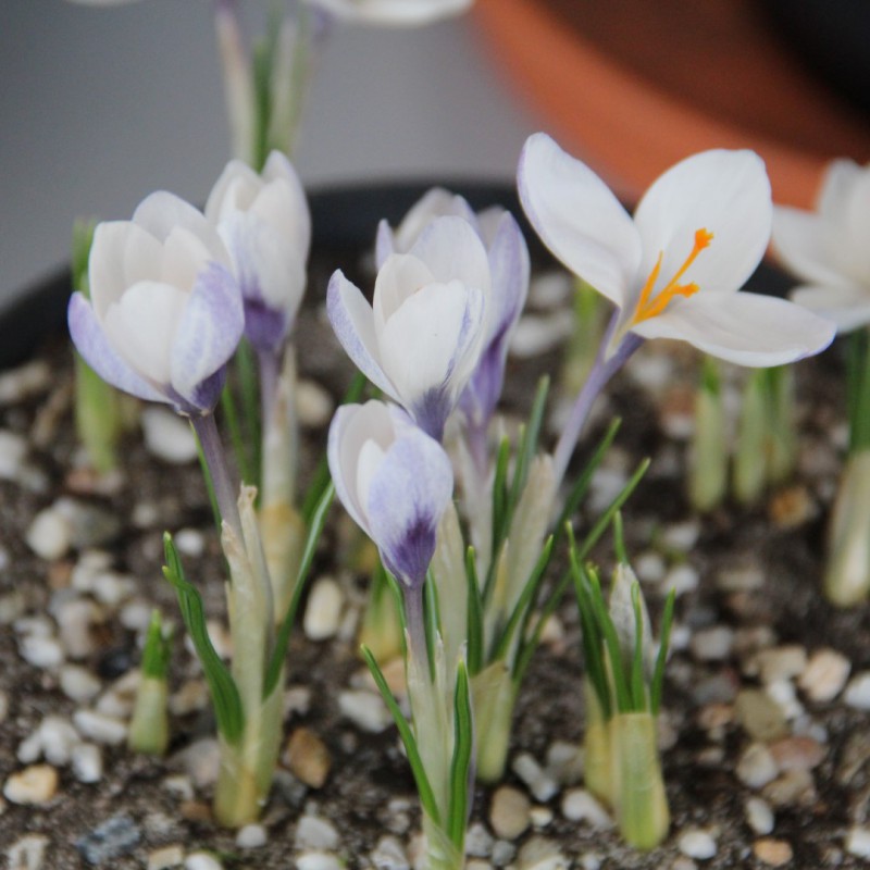 Crocus weldenii 'Fairy'