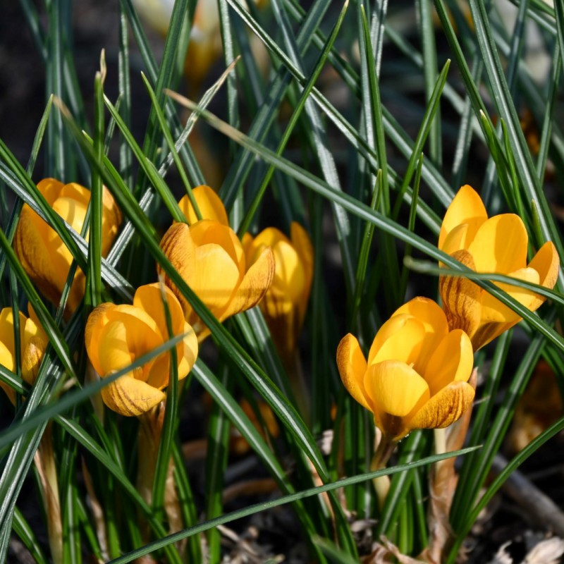 Crocus chrysanthus 'Dorothy'