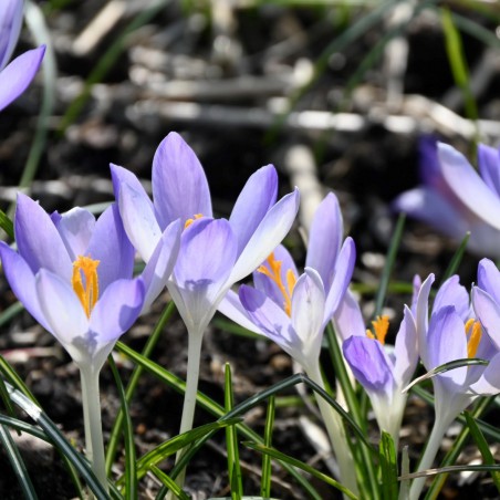 Crocus tommasinianus 'Lilac Beauty'