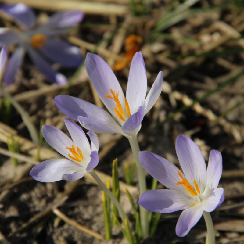 Crocus tommasinianus 'Lilac Beauty'