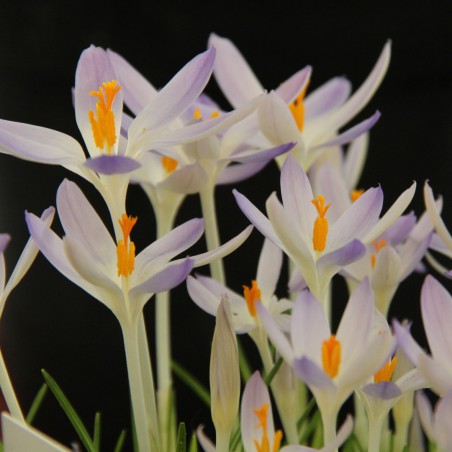 Crocus tommasinianus 'Lilac Beauty'
