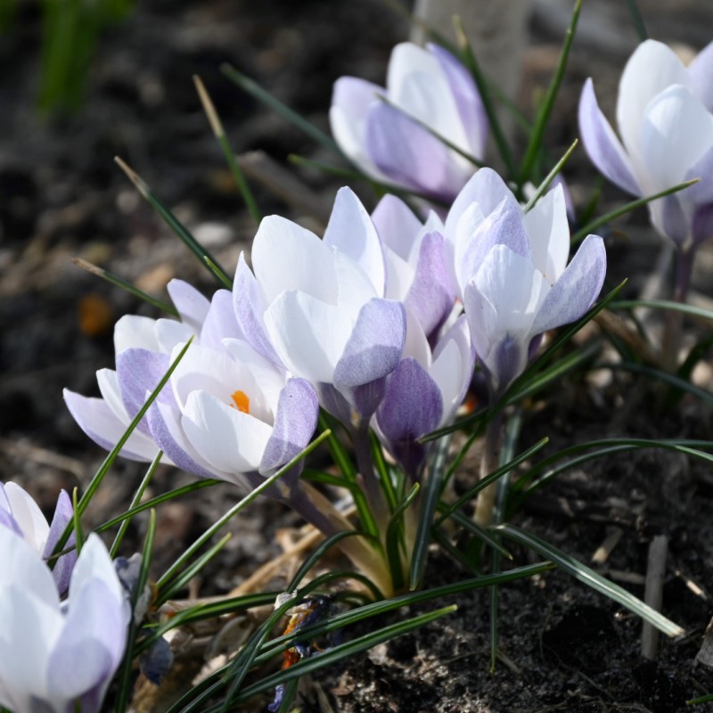 Crocus weldenii 'Fairy'