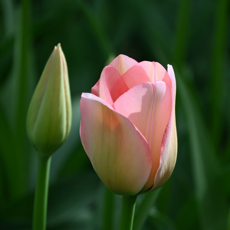 Tulipa 'Bella Blush'®