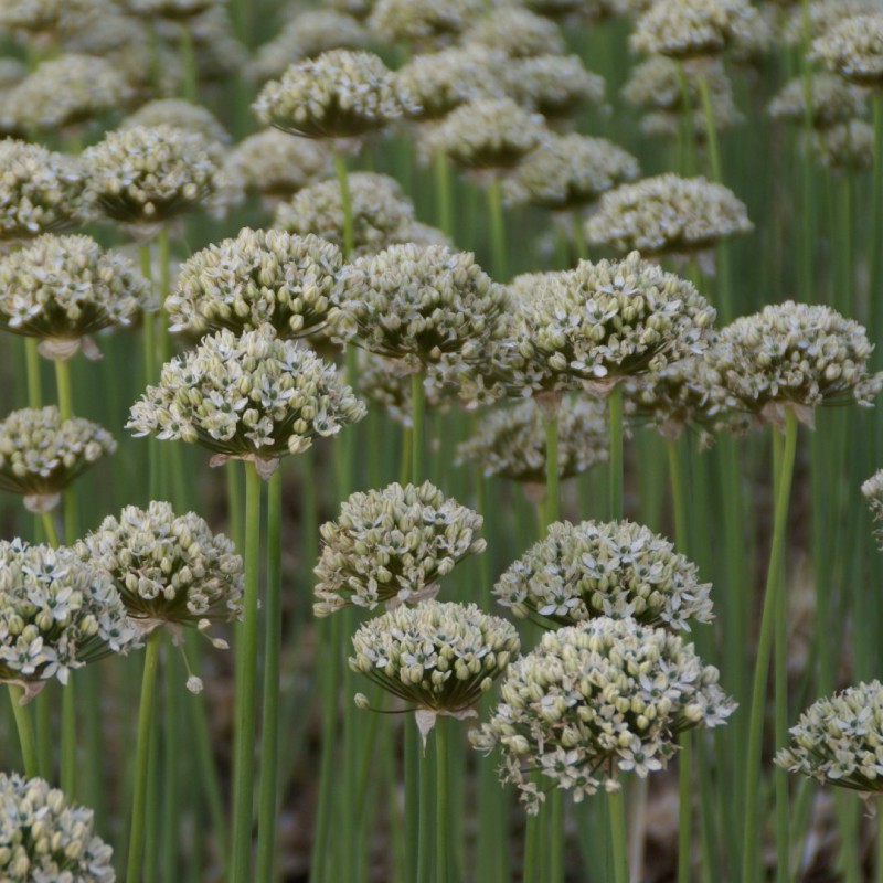 Allium nigrum