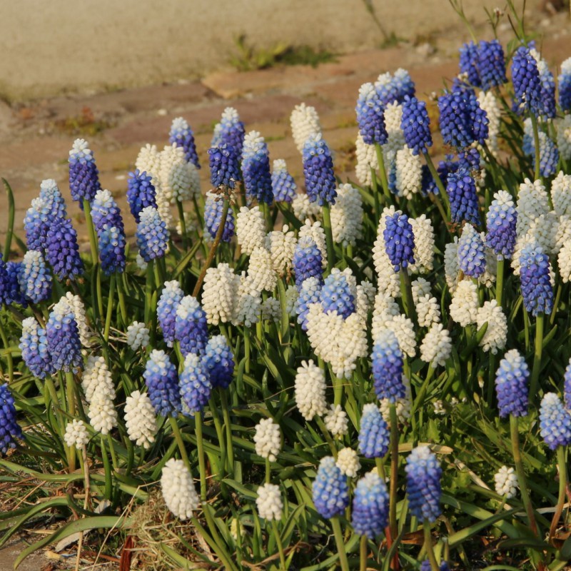 Muscari 'Magic Mix'