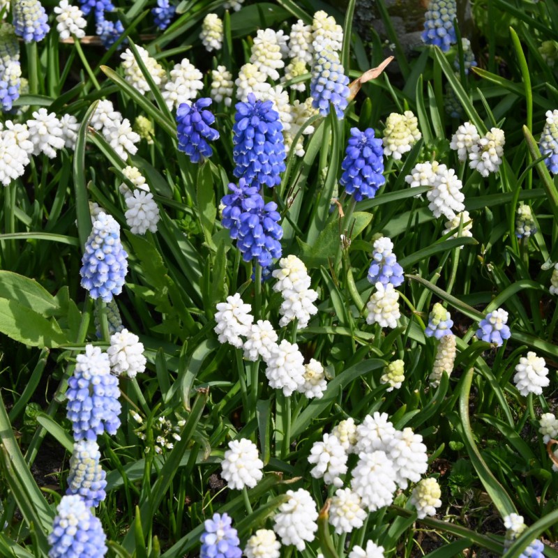 Muscari 'Magic Mix'