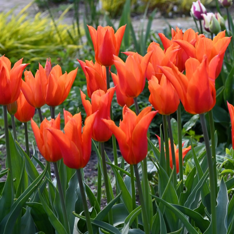 Tulipa 'Ballerina'