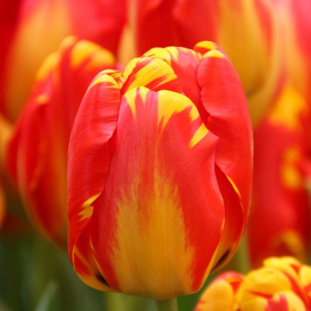 Tulipa 'Banja Luka'