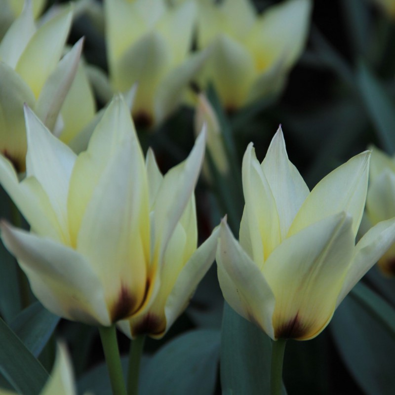 Tulipa 'Concerto'
