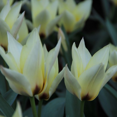 Tulipa 'Concerto'