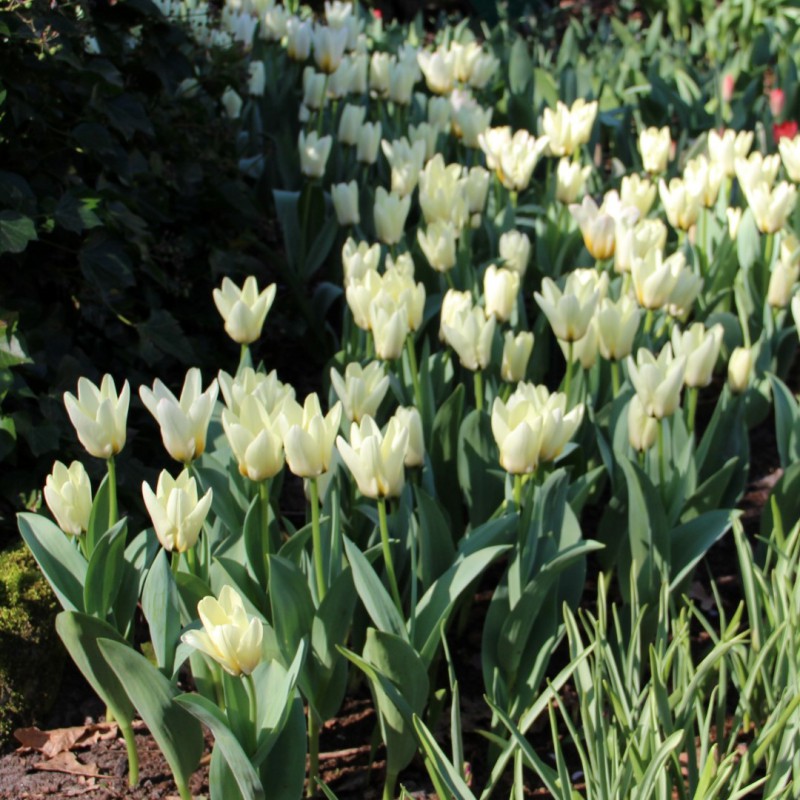 Tulipa 'Concerto'