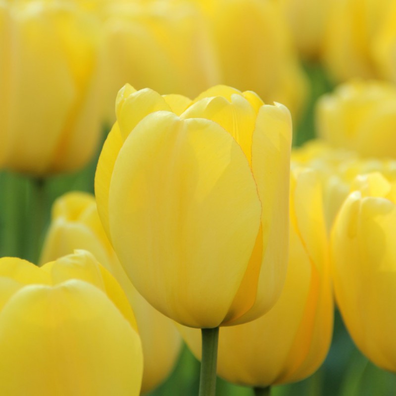 Tulipa 'Golden Parade'