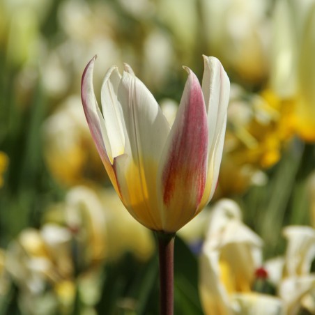 Tulipa 'Ice Stick'