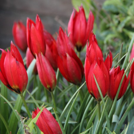 Tulipa 'Lizzy'