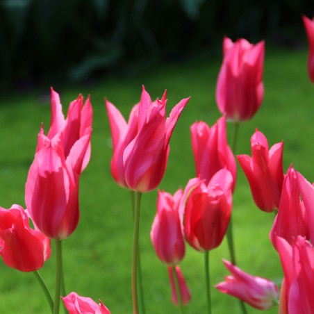 Tulipa 'Mariette'