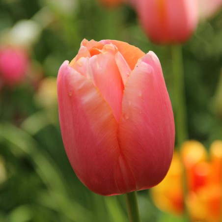 Tulipa 'Menton'