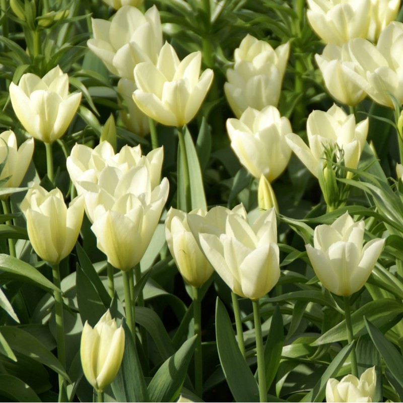Tulipa 'Purissima'