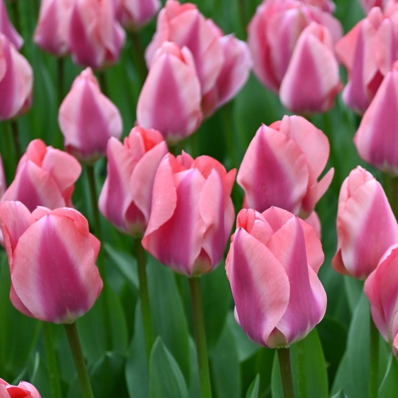 Tulipa 'Purple Purissima'