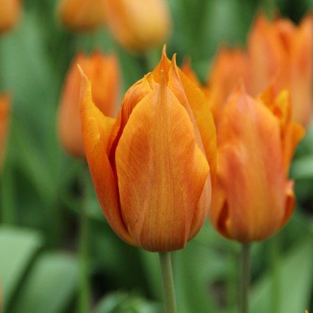 Tulipa 'Request'®