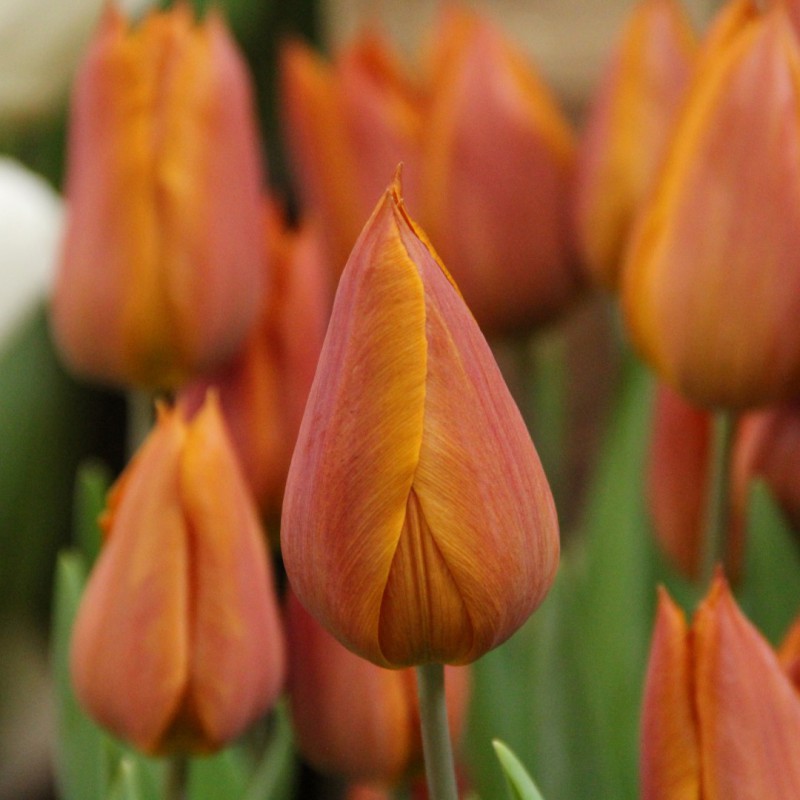 Tulipa 'Request'®