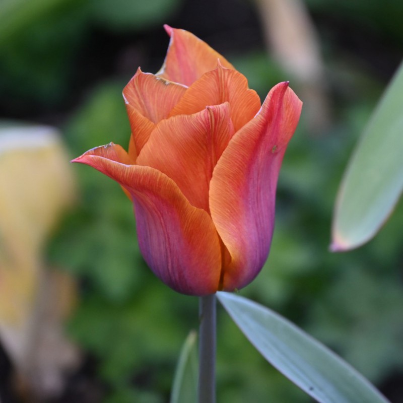 Tulipa 'Request'®