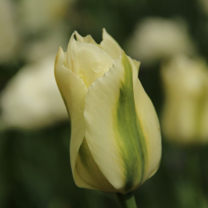 Tulipa 'Spring Green'