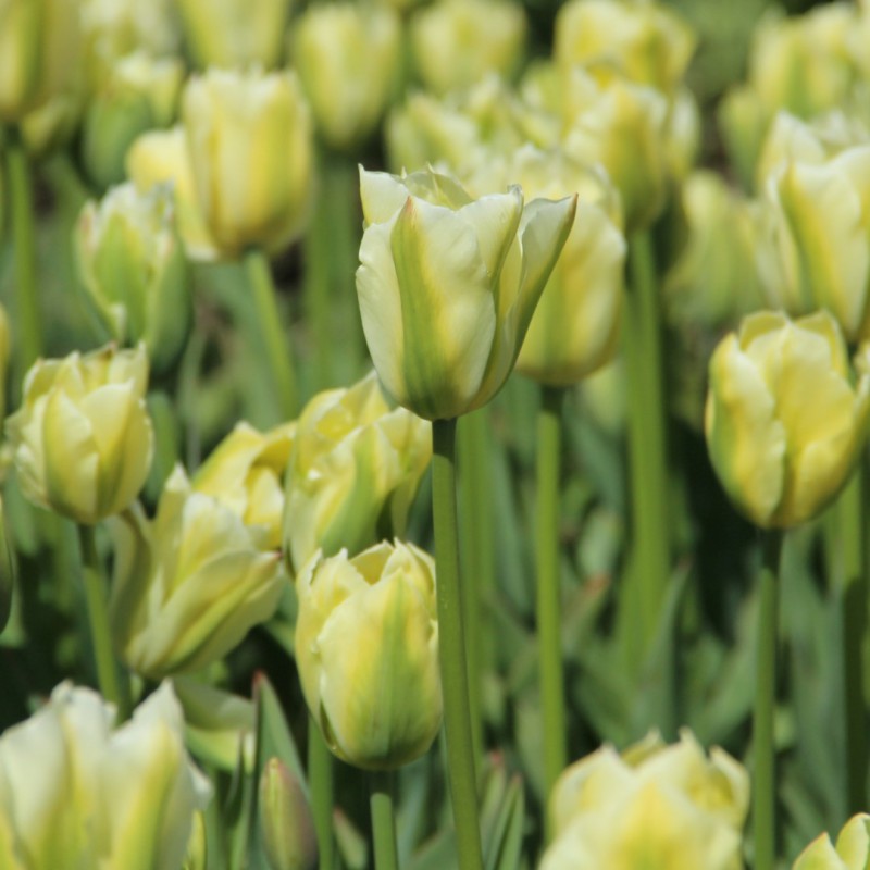 Tulipa 'Spring Green'