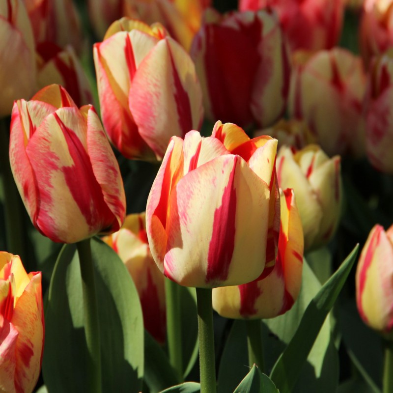 Tulipa 'Spryng Break'