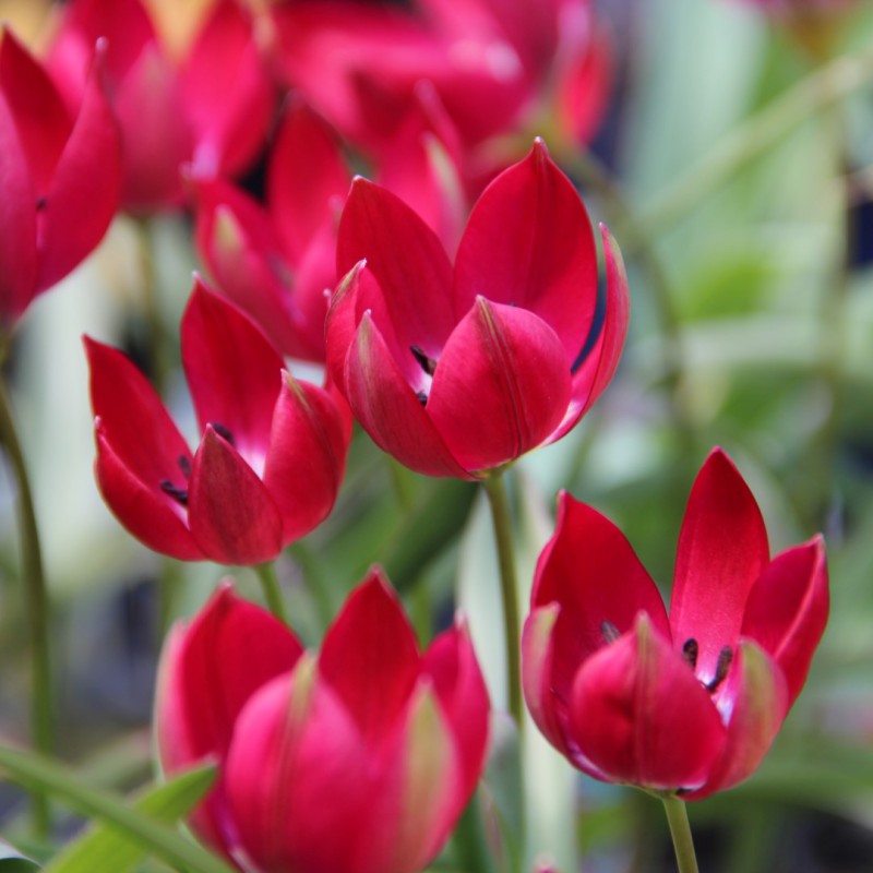 Tulipa 'Tiny Timo'