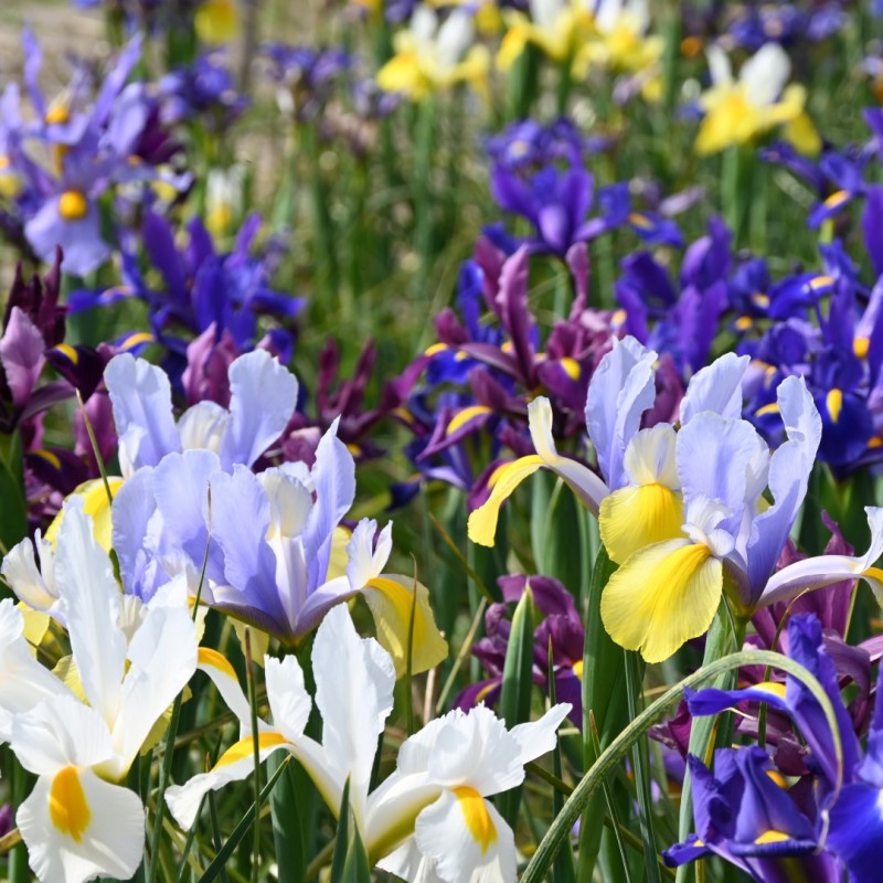 Iris hollandica -mix-