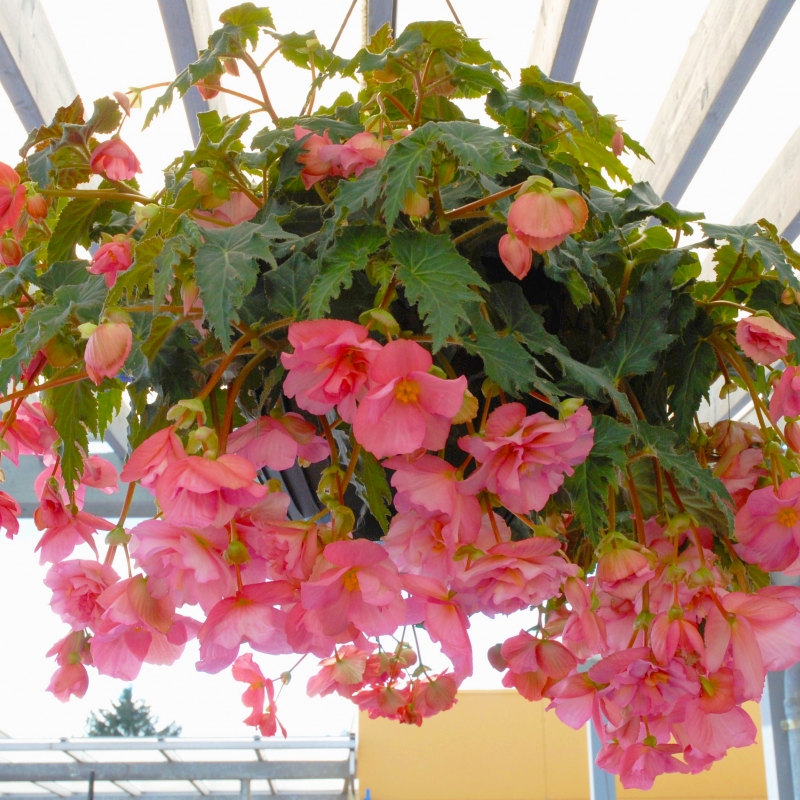 Begonia multiflora 'La Madelon'
