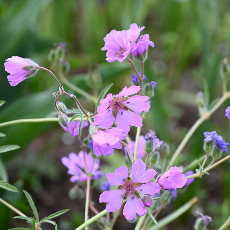 Geranium tuberosum