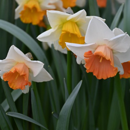 Narcissus 'Chromacolor'
