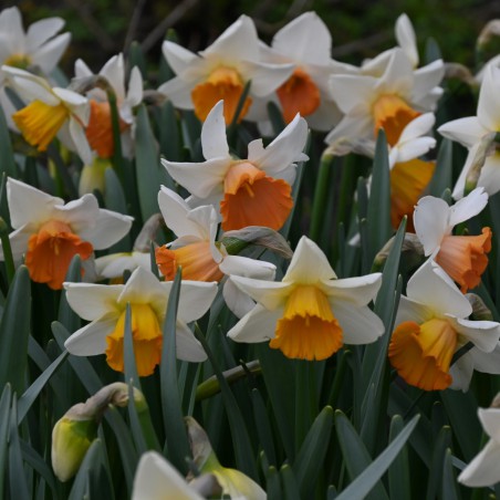 Narcissus 'Chromacolor'