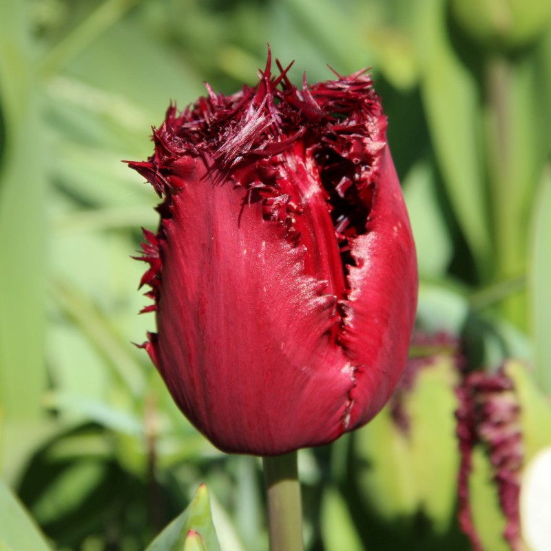 Tulipa 'Labrador'