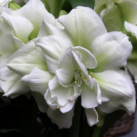Hippeastrum 'Polar Belle'®